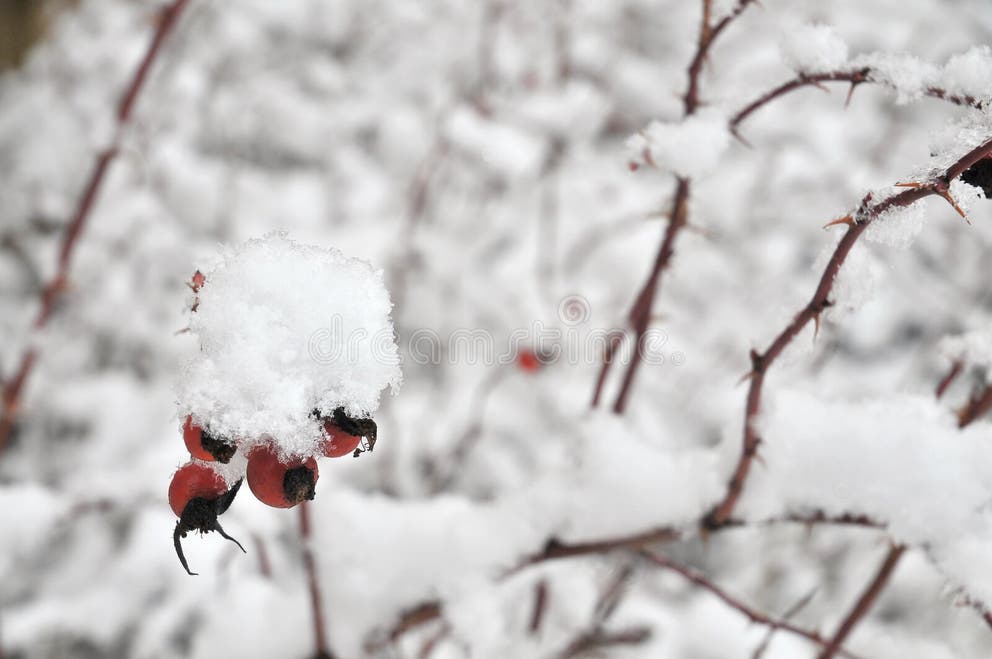 Rose hip in wintertime stock image. Image of fruit, holiday - 23187601