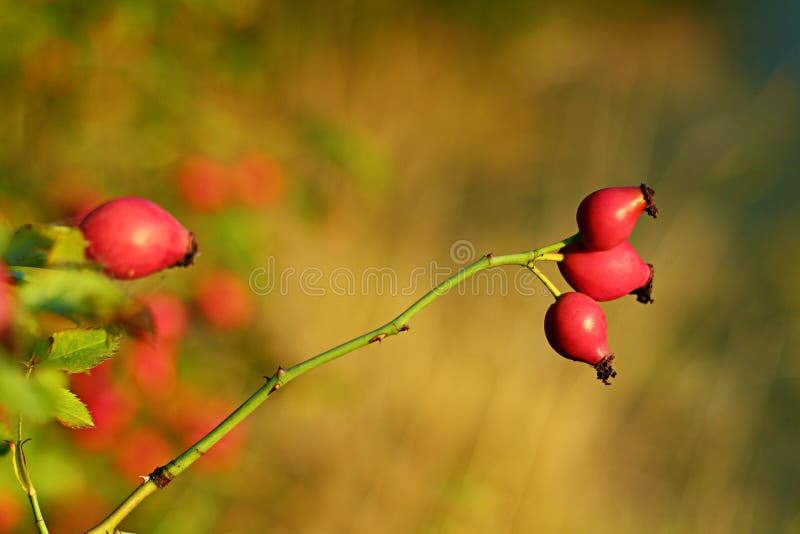 Rose hip stock photo. Image of background, garden, fose - 78429298