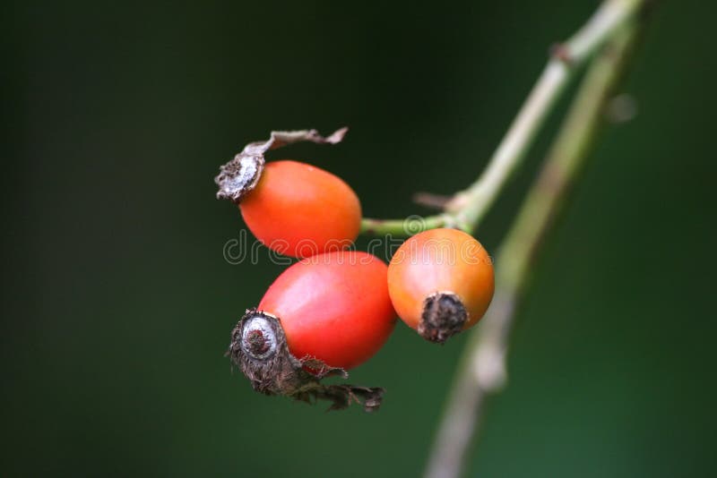 Rose hips stock photo. Image of nature, bare, seed, outdoors - 1187860