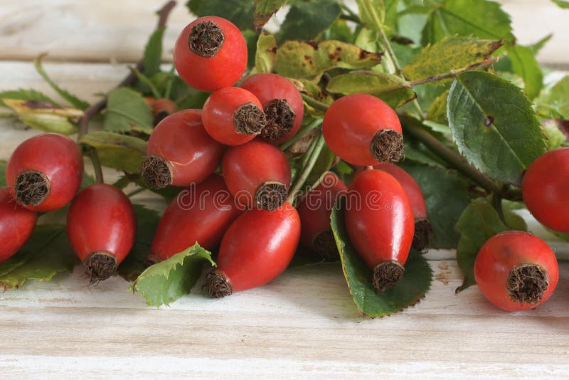Wild rose hips stock photo. Image of fruit, shrub, rose - 7916318