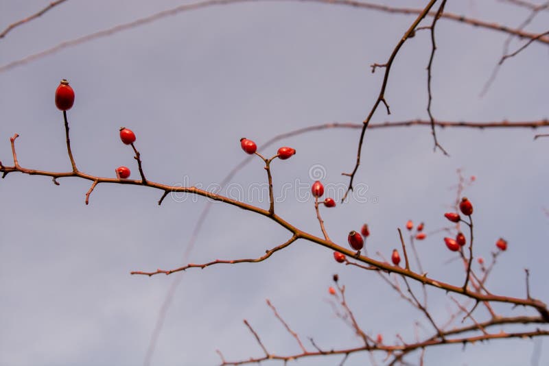 Rose hips stock photo. Image of winter, branches, hips - 66432436