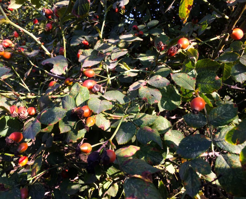 Rose Hips on a Bush. Close-up. Berry Red Fruit of Wild Rose Stock Image ...