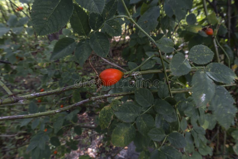 Rose Hips on a Bush in the Forest Stock Photo - Image of leaf, closeup ...