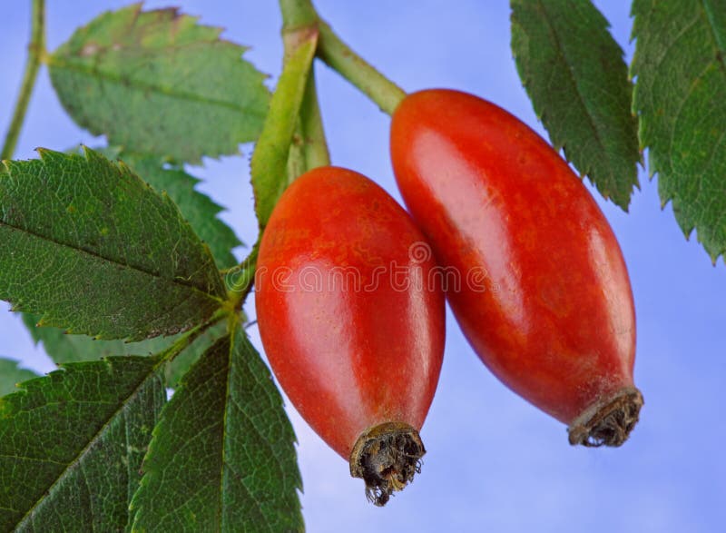 Rose Hips stock photo. Image of color, bunch, berry, briar - 33968132