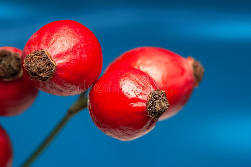 Rose Hips Close-up. Drying Rose Hips on a Blue Background Stock Image ...