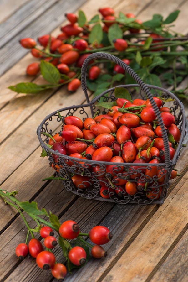 Rose hips stock photo. Image of canina, hips, berries - 34403760