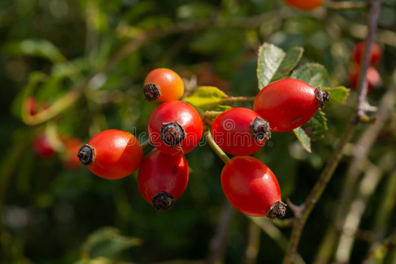 Rose Hips, Fruit Hangs from a Tree in a Meadow Stock Photo - Image of ...