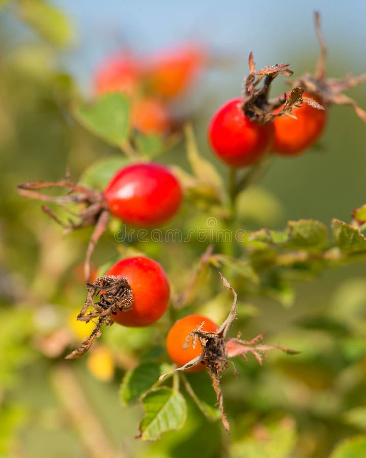 Rose Hips Growing on a Tree, Nature in Autumn Stock Image - Image of ...