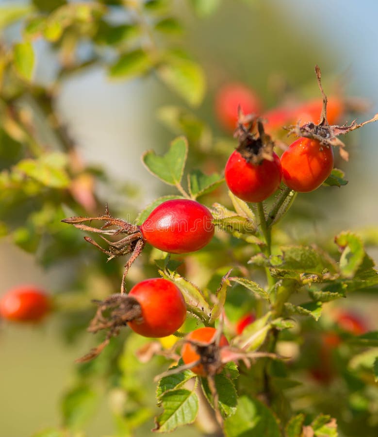 Rose Hips Growing on a Tree, Nature in Autumn Stock Image - Image of ...