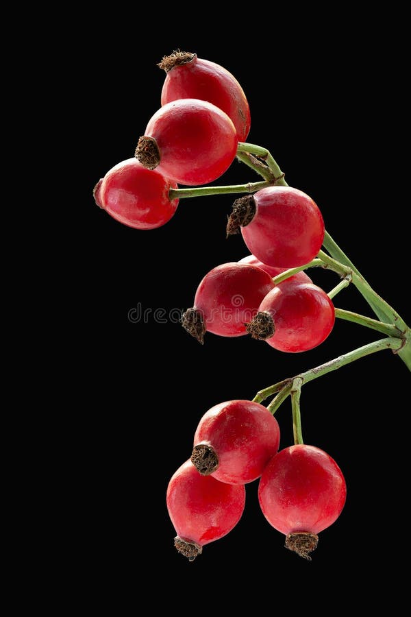 Rose Hips. Rose Hip Branch on Black Stock Photo - Image of natural ...