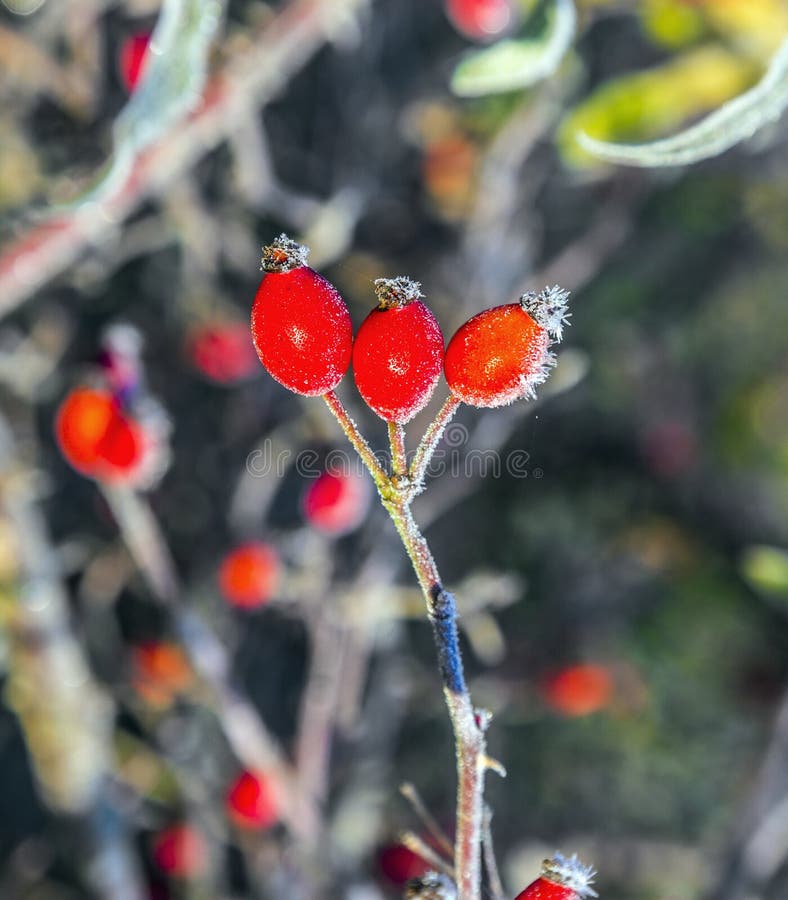 Rose Hips with Hoar Frost in Winter Stock Photo - Image of garden ...