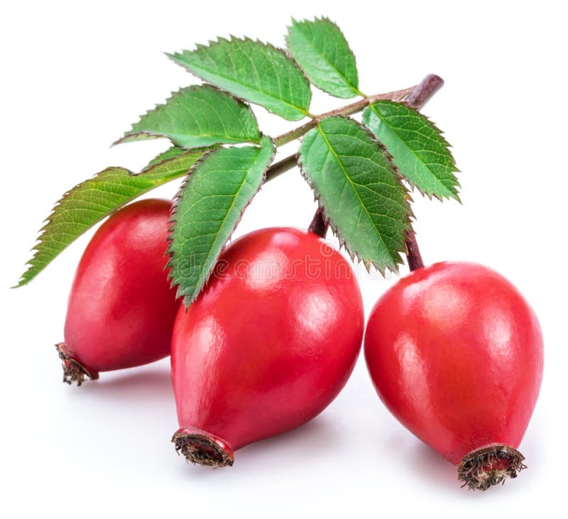 Rose-hips with Rose Leaves Isolated on a White Background Stock Photo ...