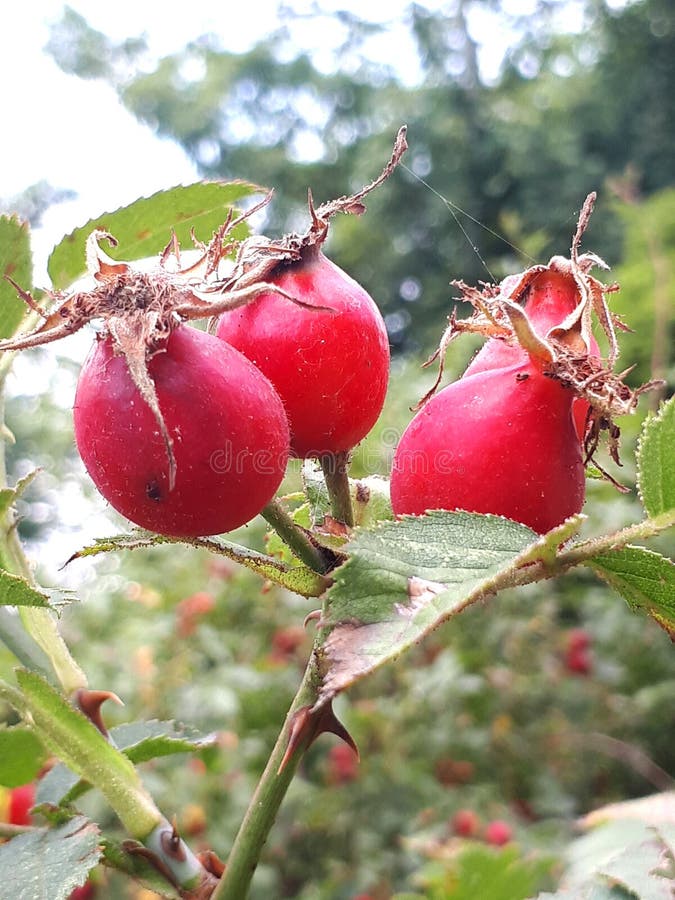 Rose Hips are Red in Color. Plants with Medicinal Value Stock Image ...