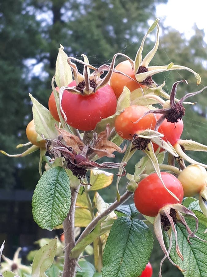 Rose Hips stock image. Image of fruit, rose, food, hips - 101777021