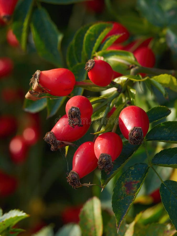 Rose hips ( Rosa canina ) stock image. Image of detail - 61535959