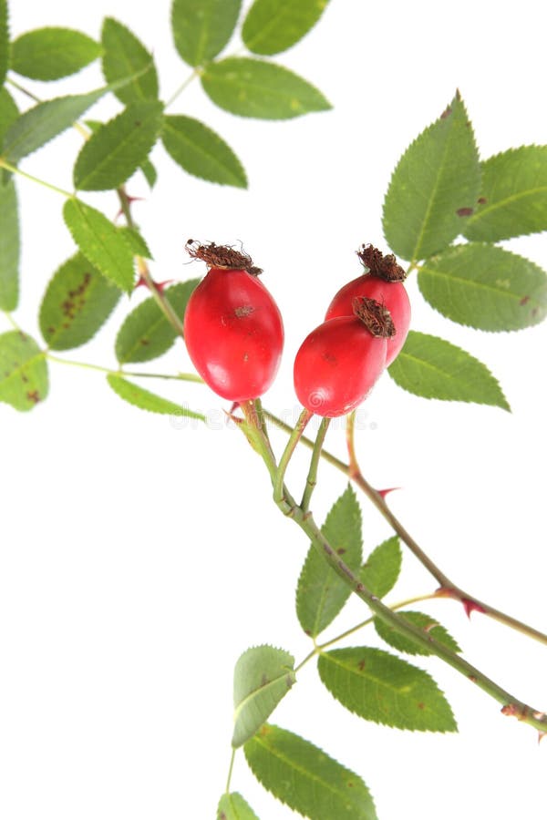 Rose Hips of the Wild Rose (Rosa Canina) Stock Photo - Image of leaves ...