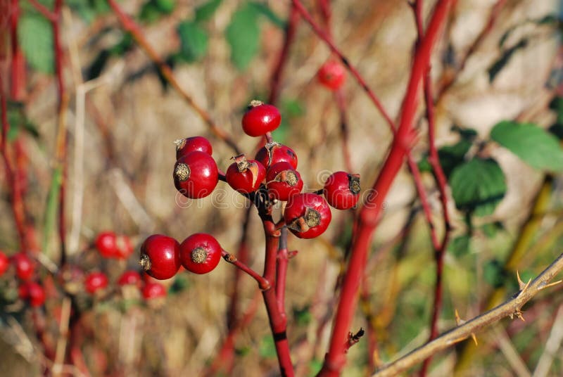 Rose hips in winter stock photo. Image of hagebutte - 264195456