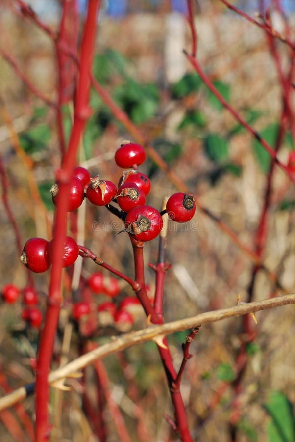 Rose hips in winter stock image. Image of wildflower - 264195515