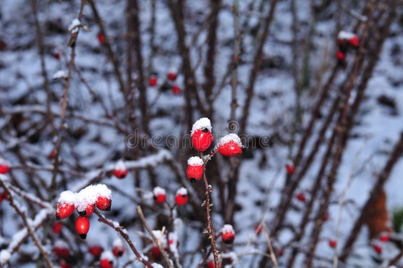 Rose Hips in Winter Covered with Snow Stock Photo - Image of weather ...