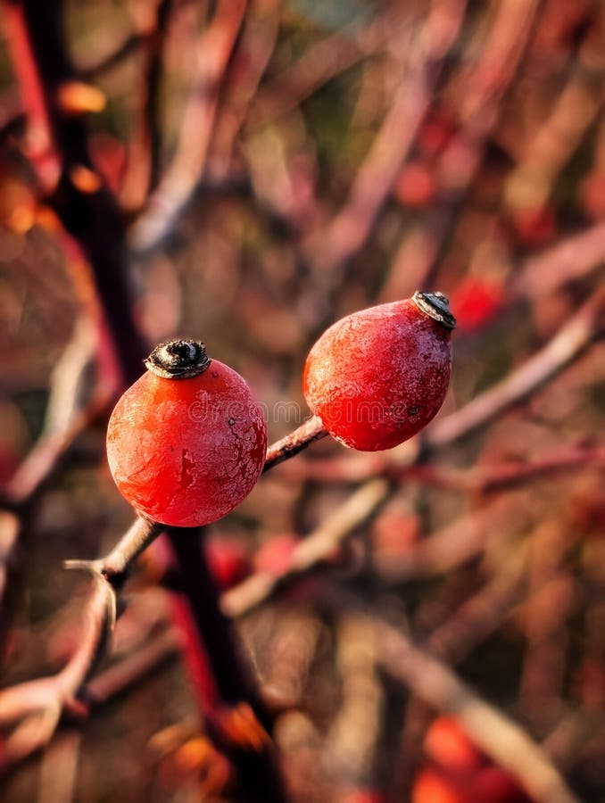 Rose hips in the winter stock photo. Image of tree, leaf - 361904014