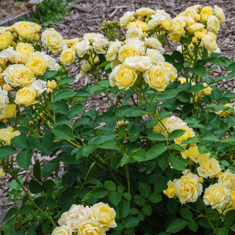 Rose Hips with Yellow Flowers Stock Image - Image of natural, outdoor ...