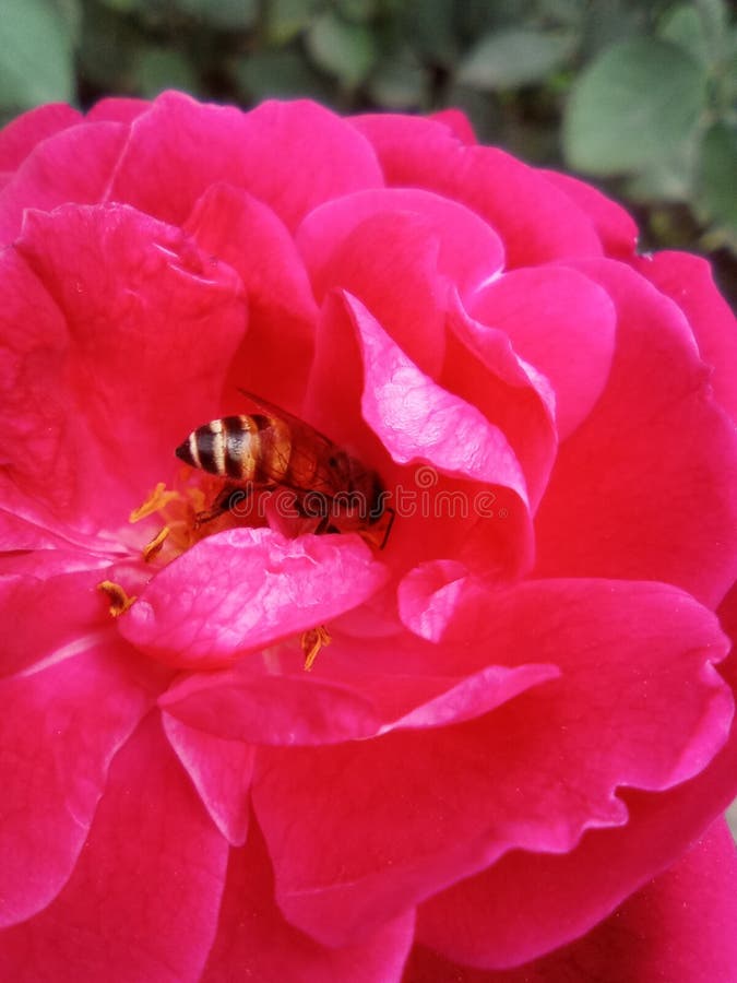 Rose with honey bee stock image. Image of blossom, animal - 240433659