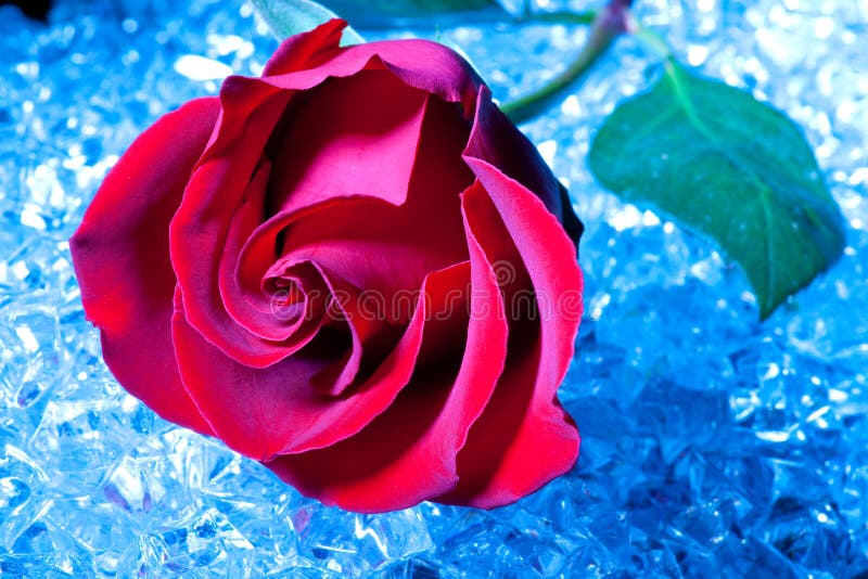 Rose on Ice stock image. Image of blue, background, color - 12407223