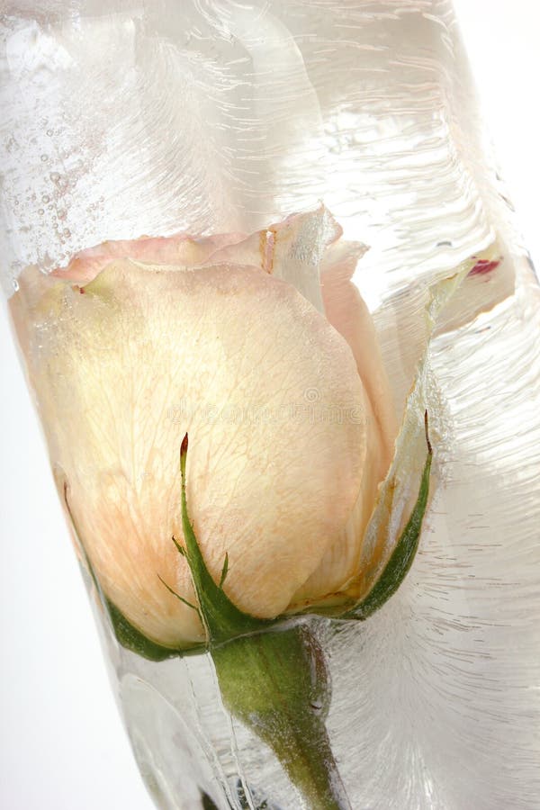 Rose in ice stock image. Image of background, holiday - 22006123