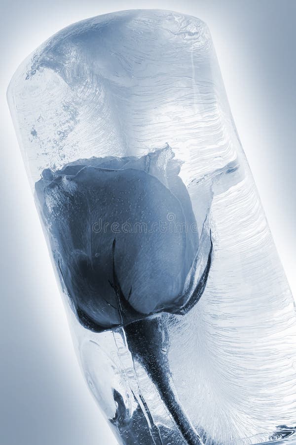 Rose in ice stock image. Image of freeze, nature, fresh - 22006137