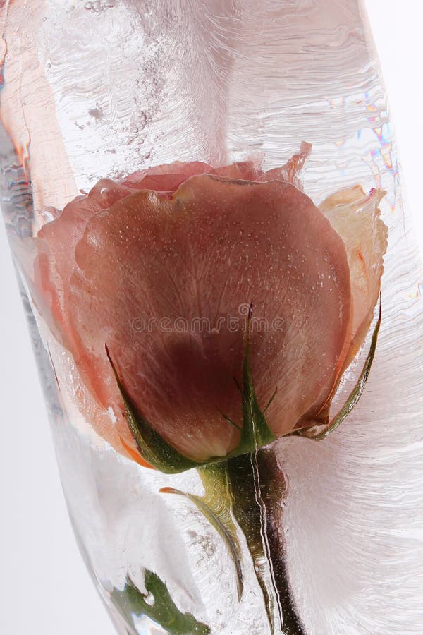 Rose in ice stock image. Image of beauty, heart, fresh - 22006157