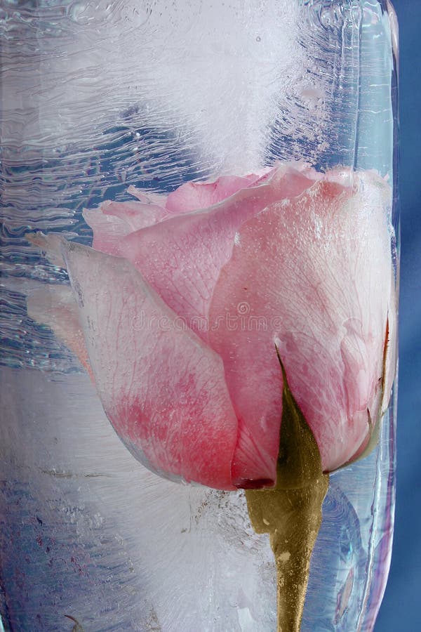 Rose in ice stock photo. Image of flower, blossom, cold - 22009026