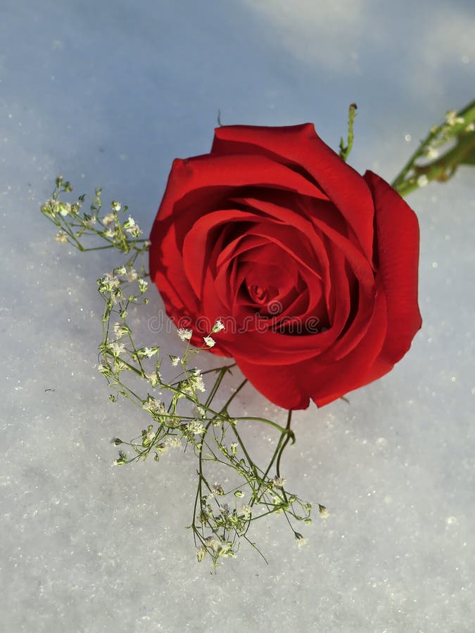 Rose on Ice stock photo. Image of beautiful, color, creativity - 3972828