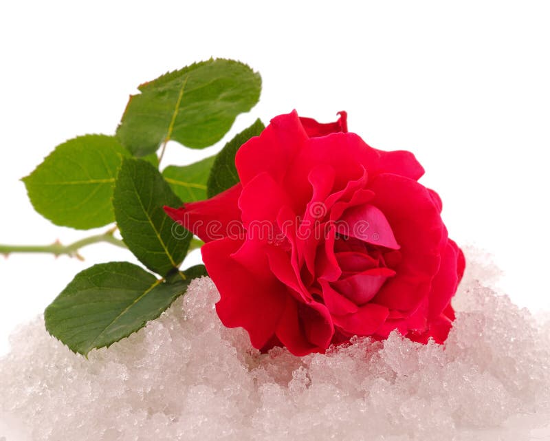 Rose and ice stock photo. Image of minimal, flower, nature - 195725536
