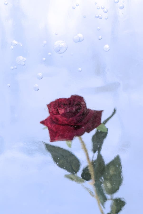 Rose in ice stock image. Image of closeup, captivity - 108479533