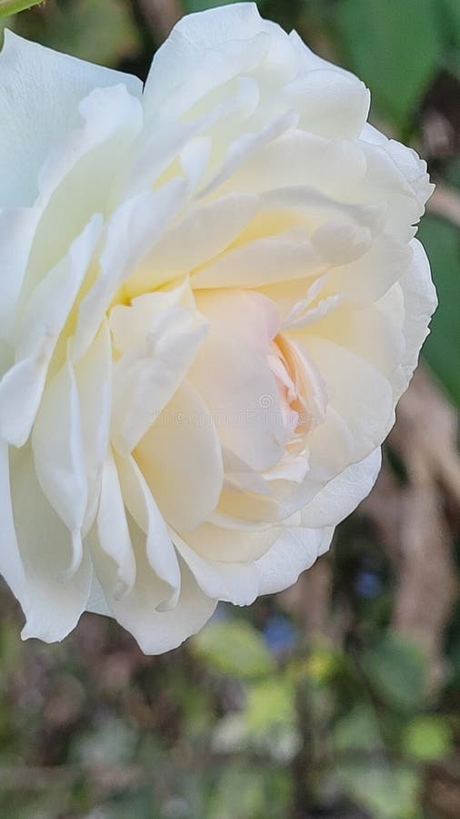 Rose Iceberg Images Rose BudsWhite Iceberg Stock Photo - Image of rose ...