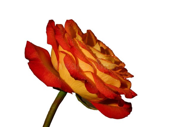 Rose II stock image. Image of rose, cliche, isolated, knockout - 13951