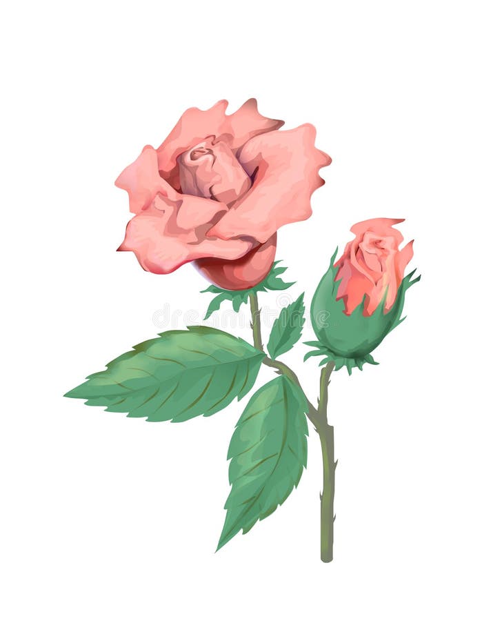 Rose illustration stock illustration. Illustration of vertical - 7633947