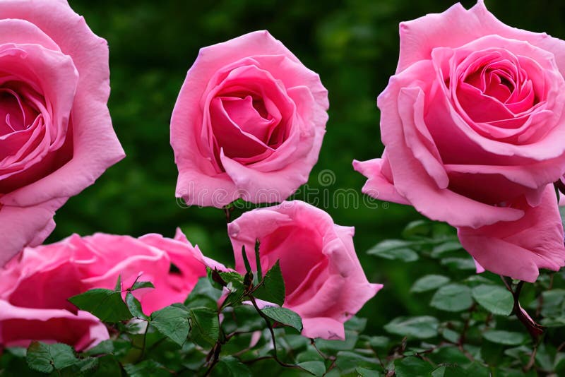 Rose Illustration stock illustration. Illustration of digital - 255247060