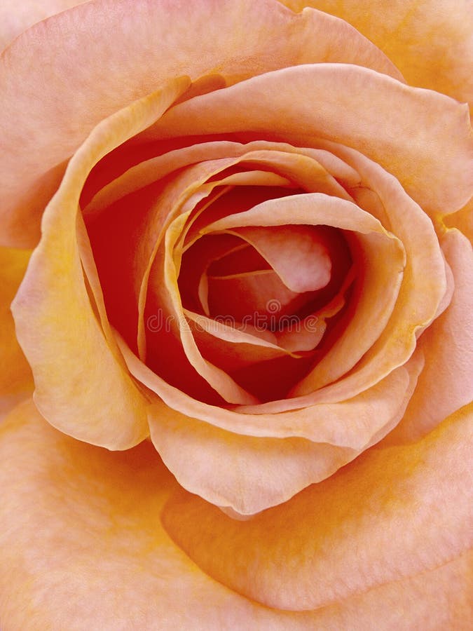 Rose inside stock image. Image of orange, plant, spring - 1287935