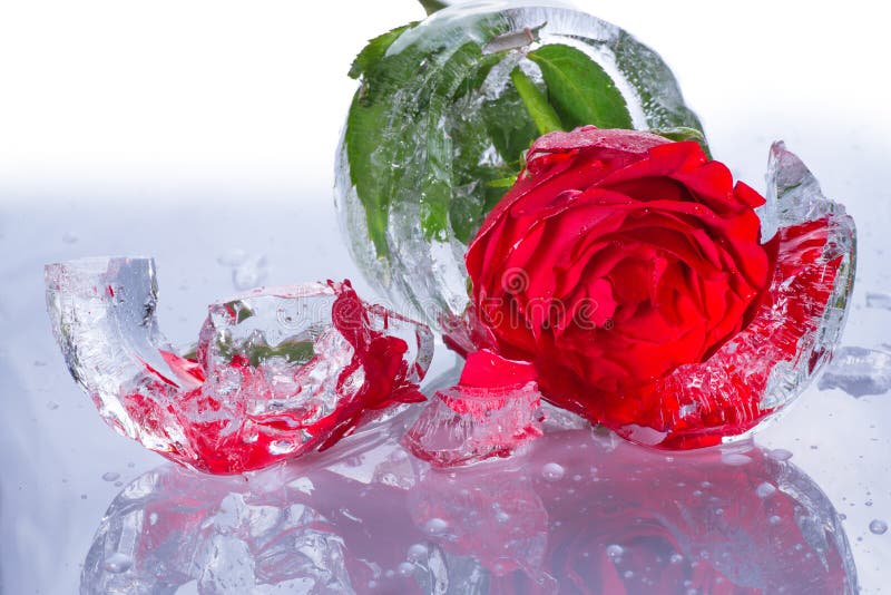Rose inside an ice stock photo. Image of fridge, crystal - 55501306
