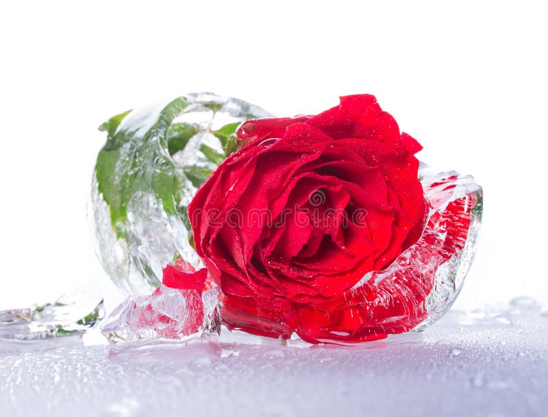 Rose inside an ice stock image. Image of crystal, melt - 55501601