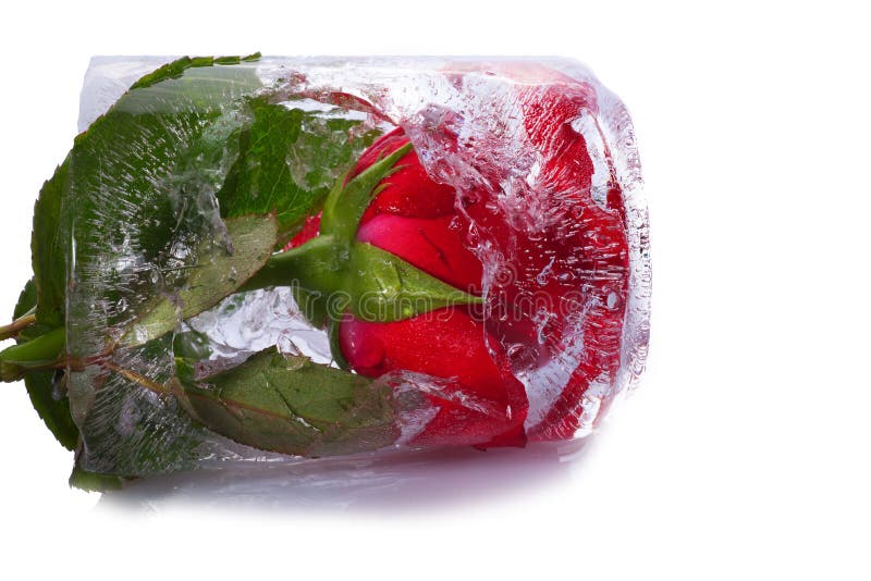 Rose inside an ice stock photo. Image of drop, cool, closeup - 55501962