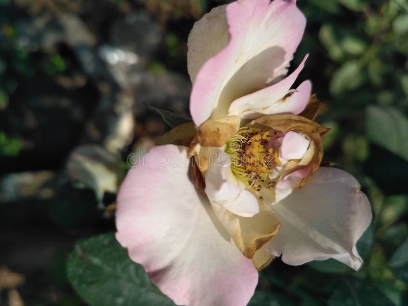 Rose stock photo. Image of process, clicks, random, rose - 81115184