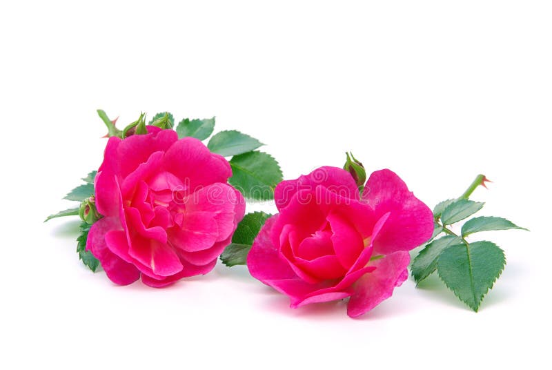 Rose isolated stock image. Image of blossom, floral, beauty - 13054799