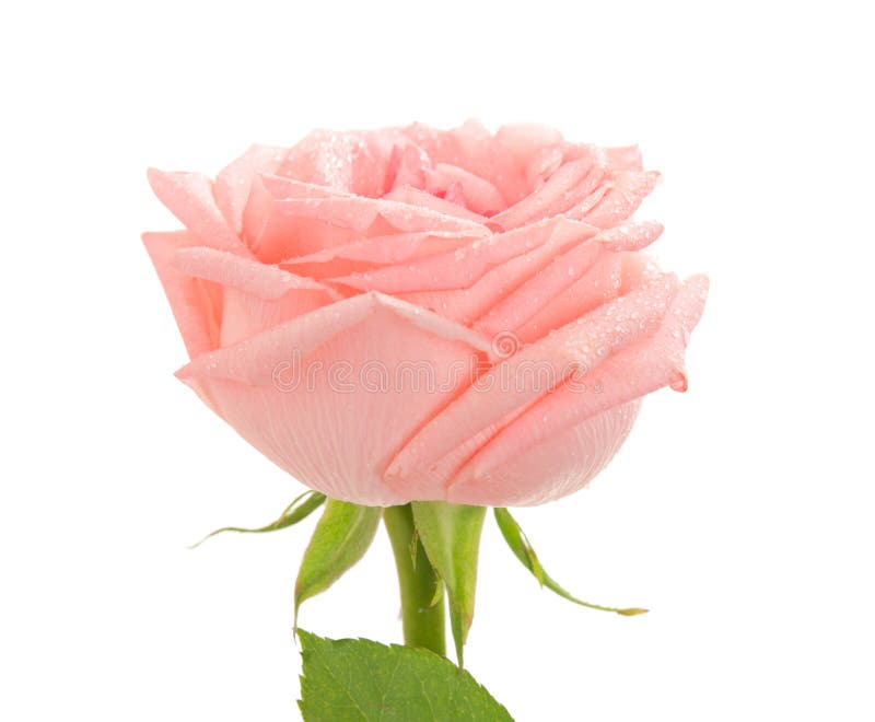 Rose isolated stock photo. Image of beautiful, elegant - 35577260
