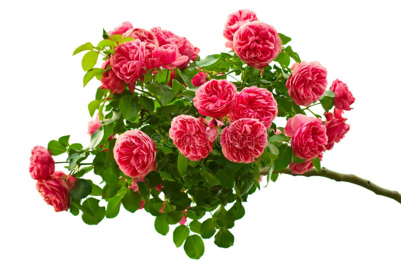 Rose isolated stock photo. Image of beautiful, elegant - 35577260