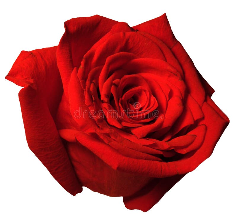 Rose Isolated Side View Roja Imagen de archivo - Imagen de resorte ...