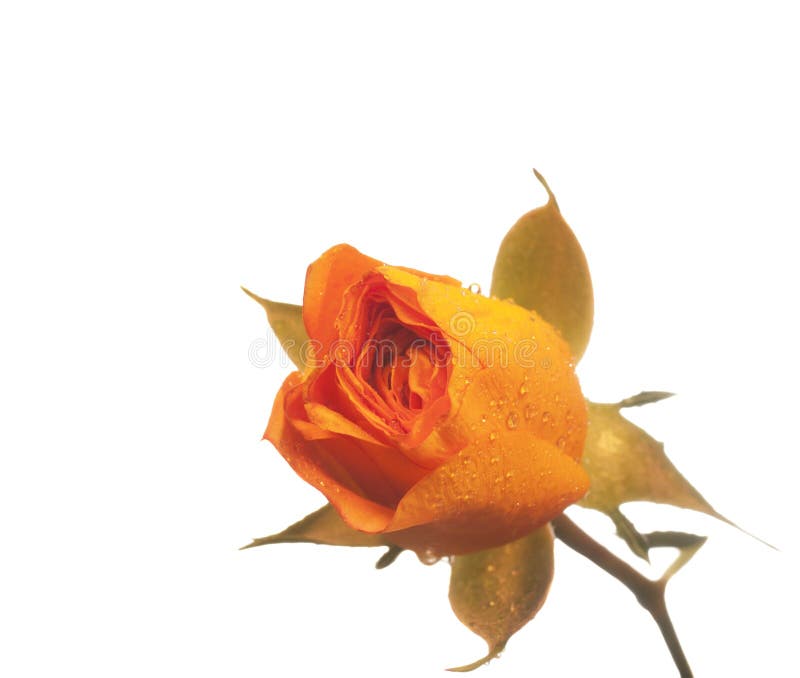 Rose isolated on white stock image. Image of isolated - 24275275