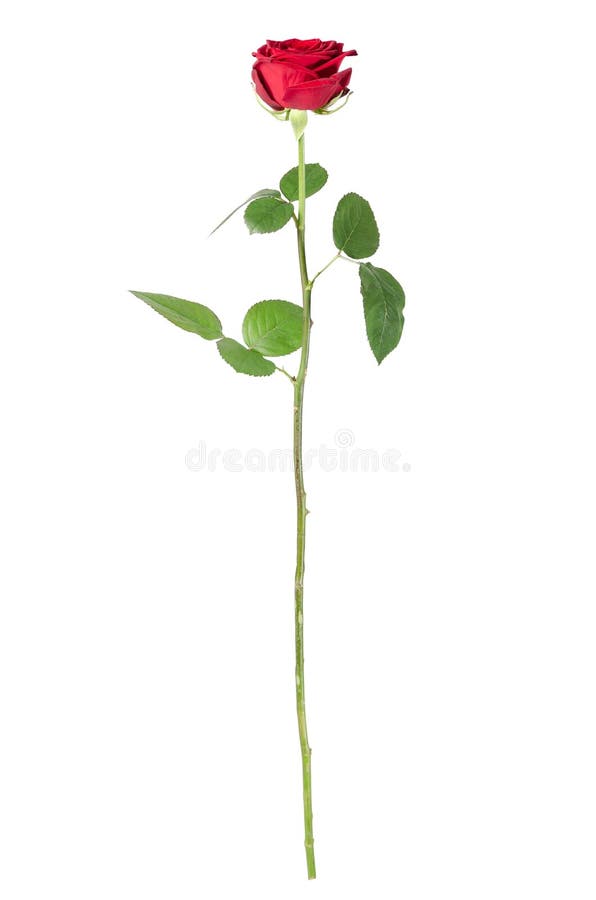 Red rose isolated on white stock image. Image of congratulation - 27836889