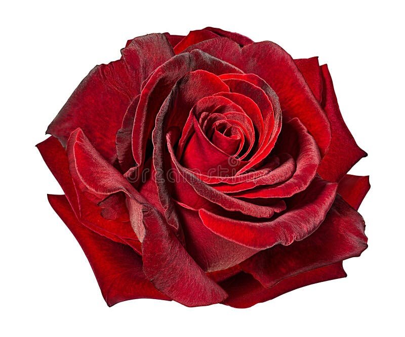 Rose isolated on white stock image. Image of nature - 180515871